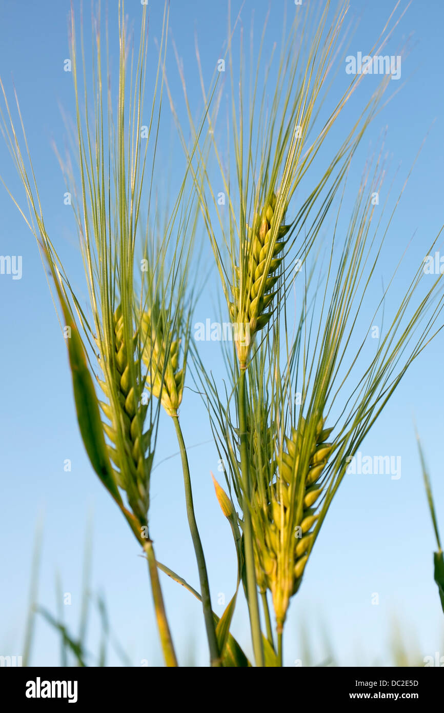Wheat head hi-res stock photography and images - Alamy