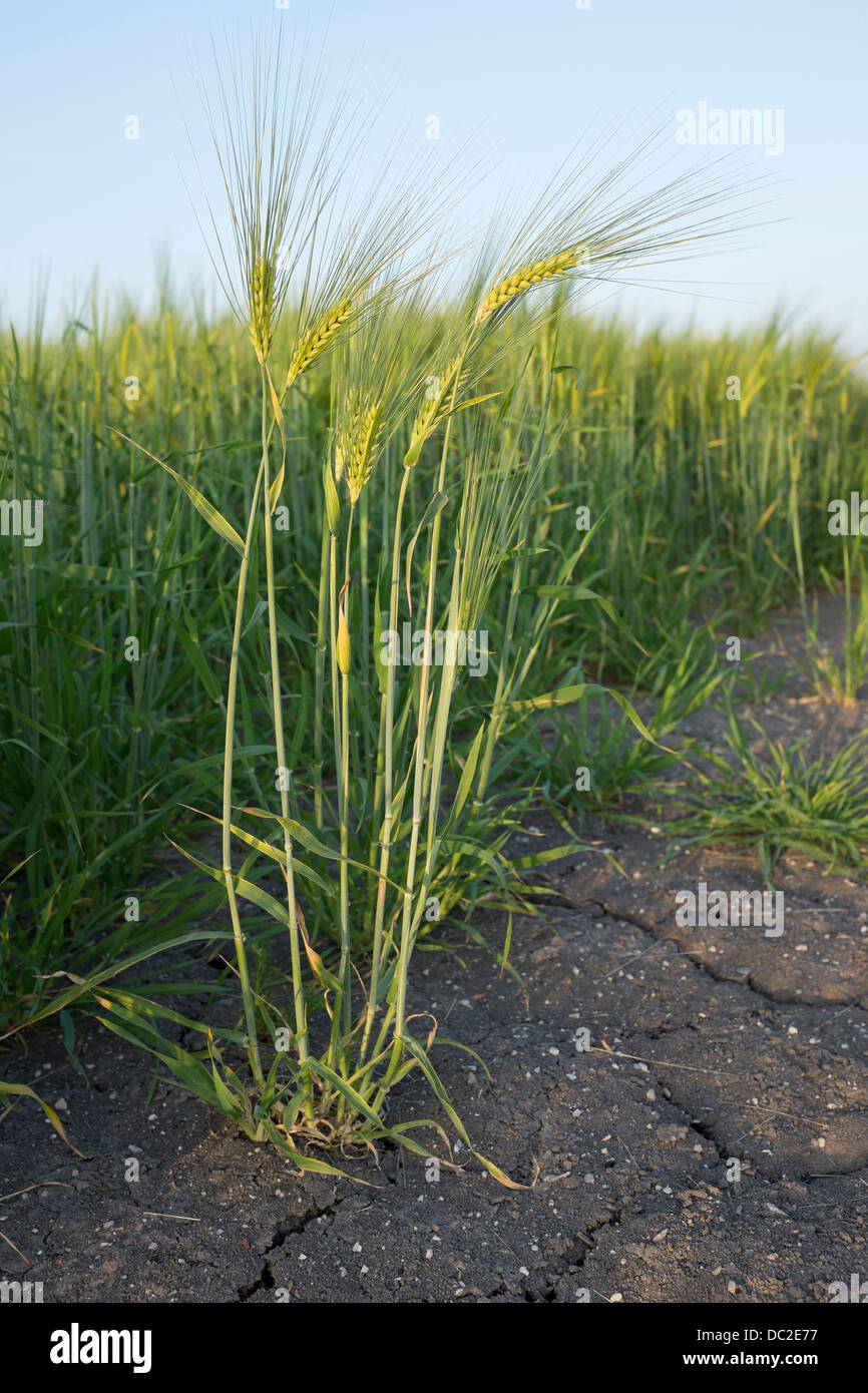Gree fields hi-res stock photography and images - Alamy