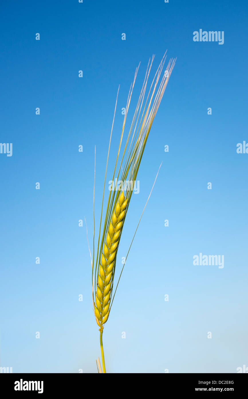 Wheat stalk hi-res stock photography and images - Alamy