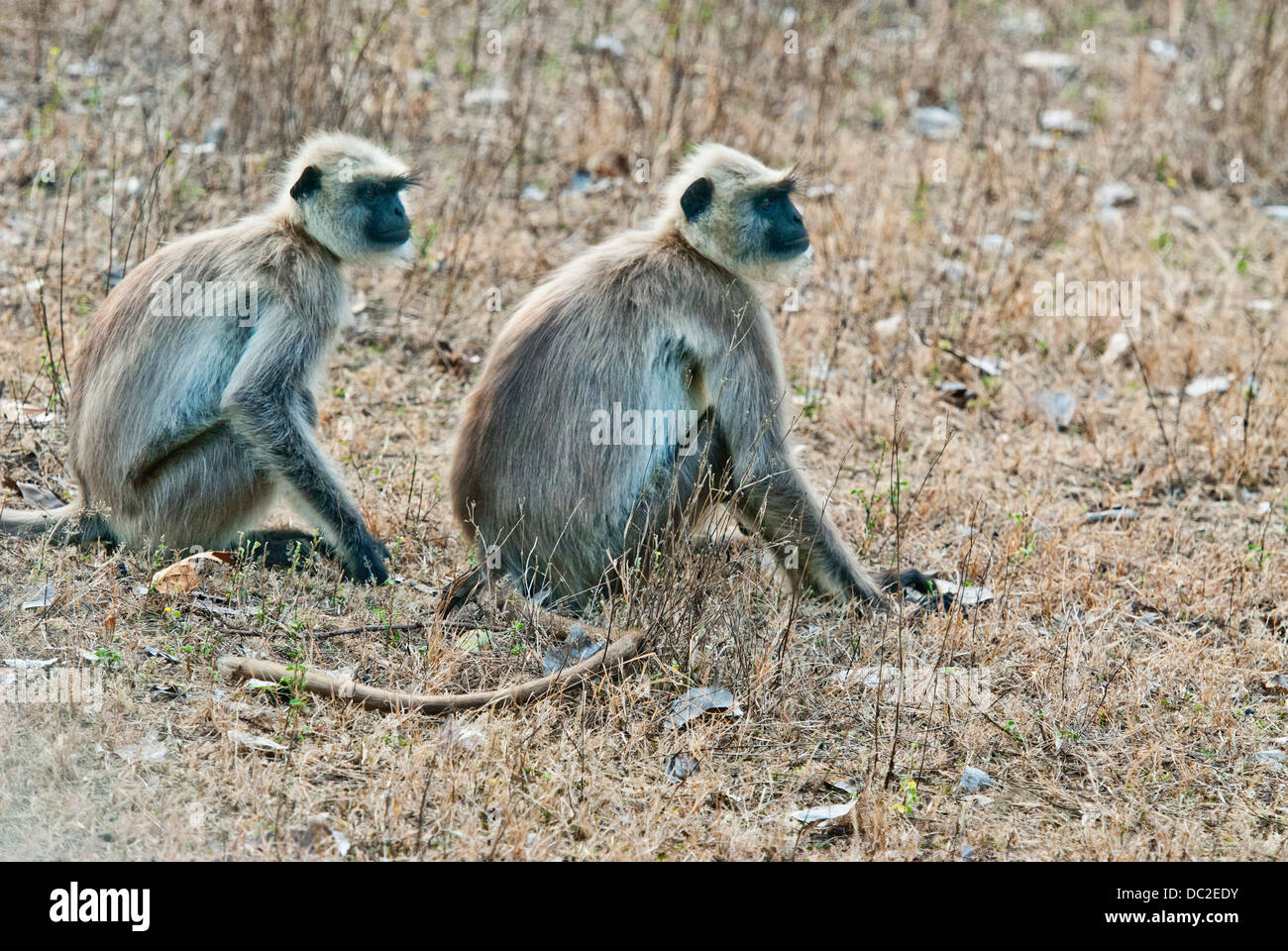 Black-faced Langur monkeys in Bandhavgarh National Park, India Stock ...