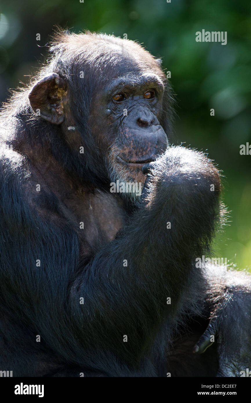 Chimpanzee species hi-res stock photography and images - Alamy