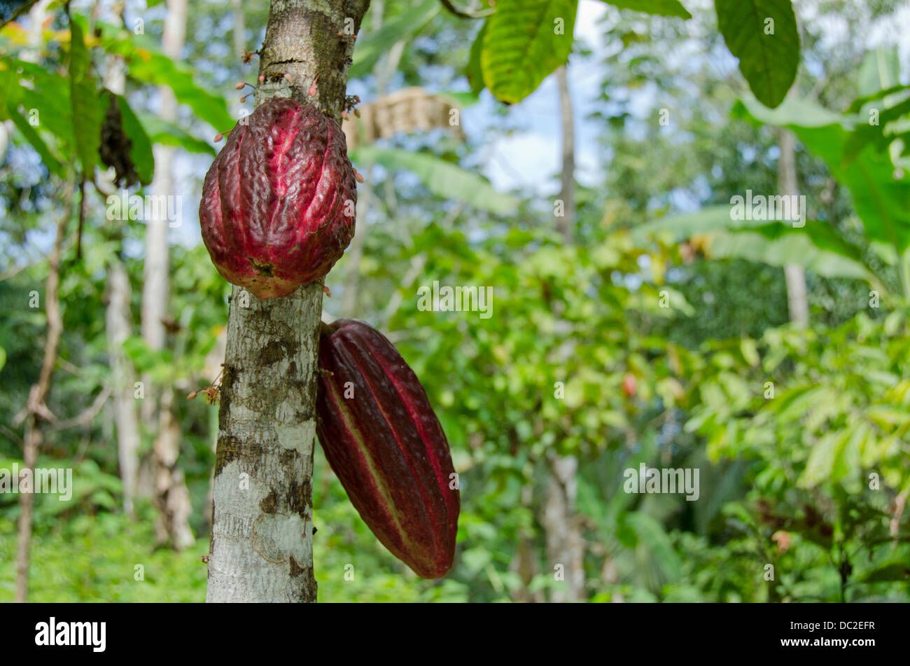 Red cacao pod hi-res stock photography and images - Alamy
