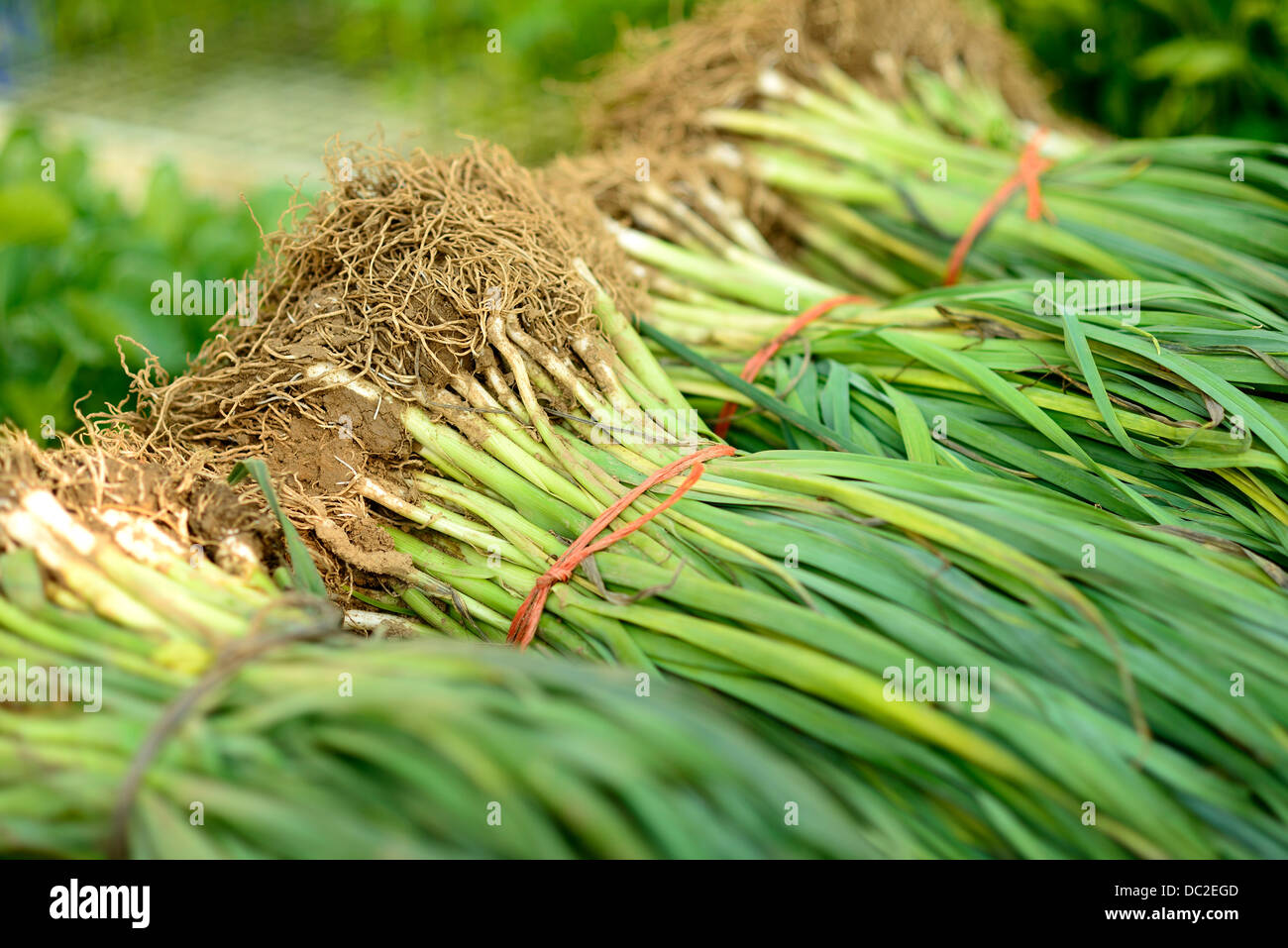 Leeks bunch hi-res stock photography and images - Alamy