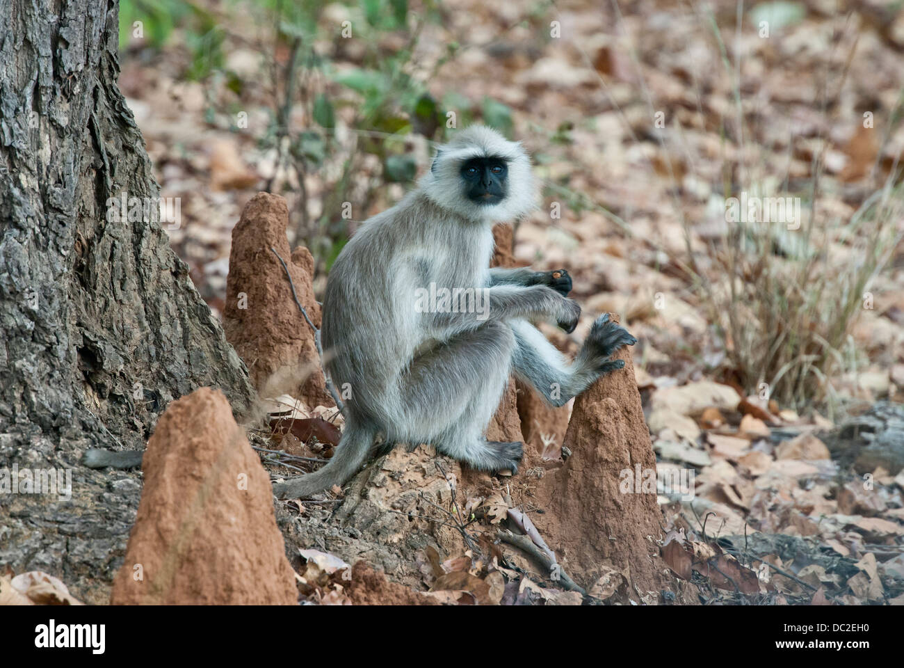Black-faced Langur monkey sitting on a termite mound in Bandhavgarh ...