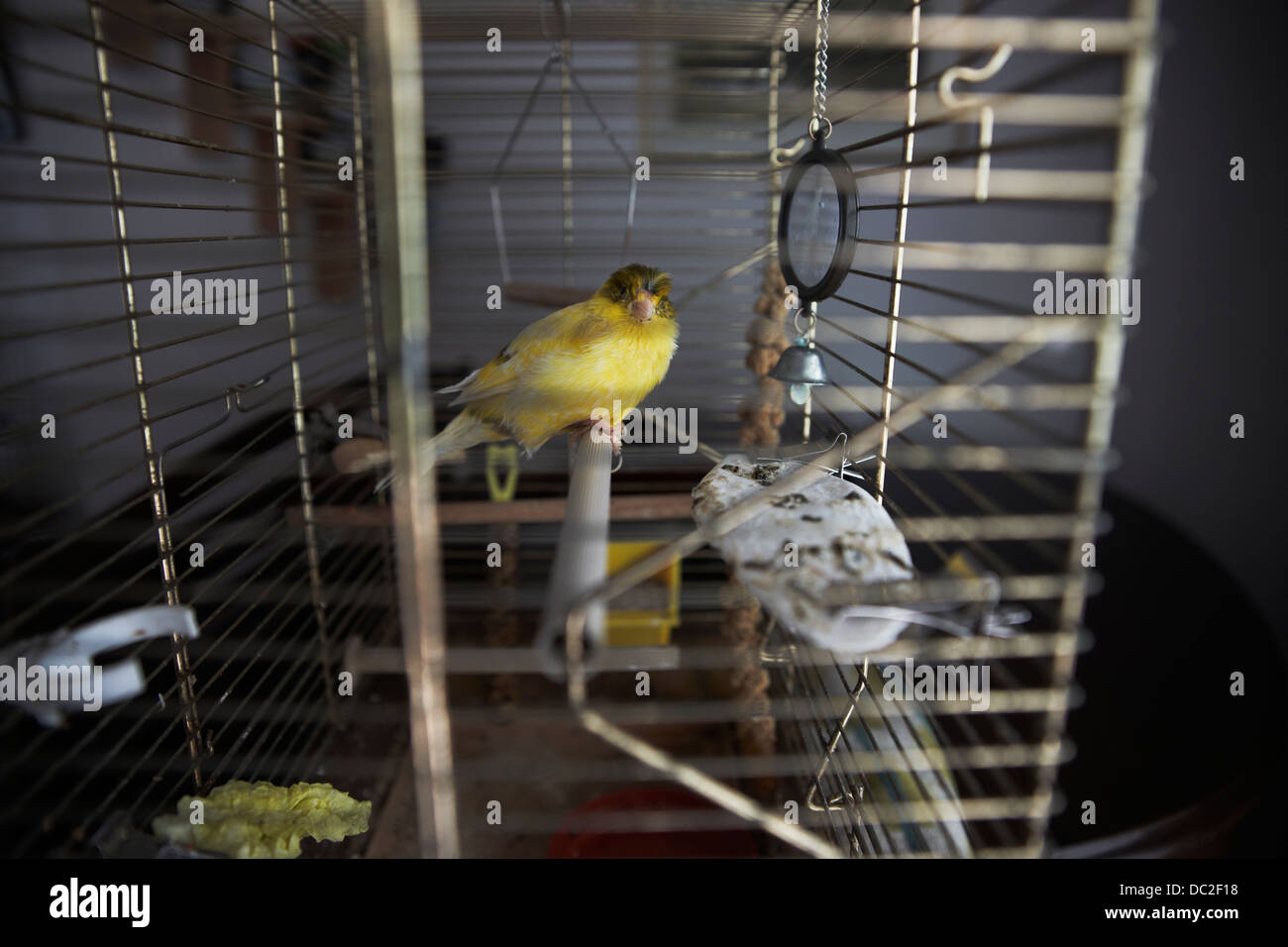 Canary cage hi-res stock photography and images - Alamy