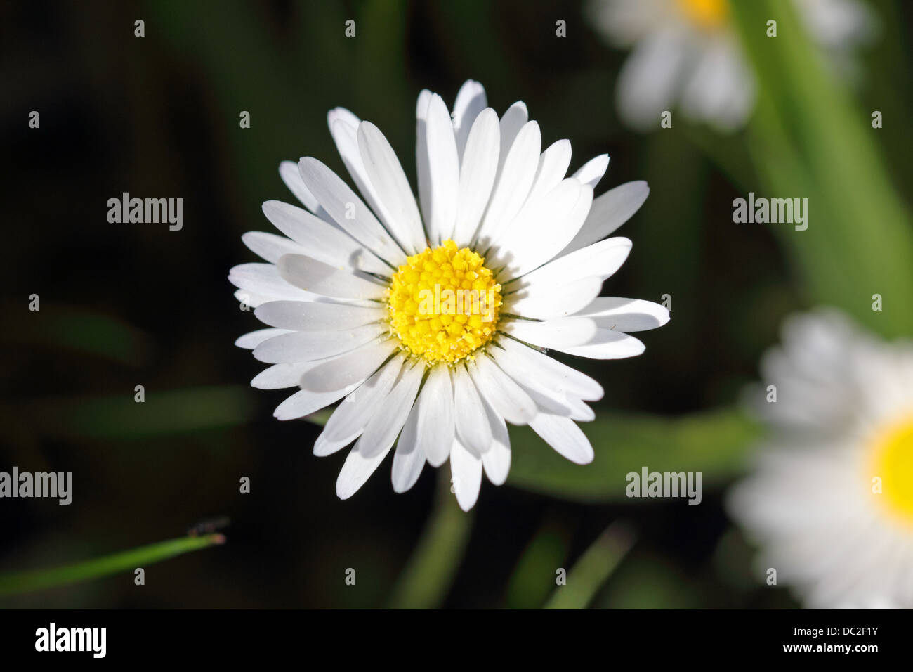 Pure daisy hi-res stock photography and images - Alamy