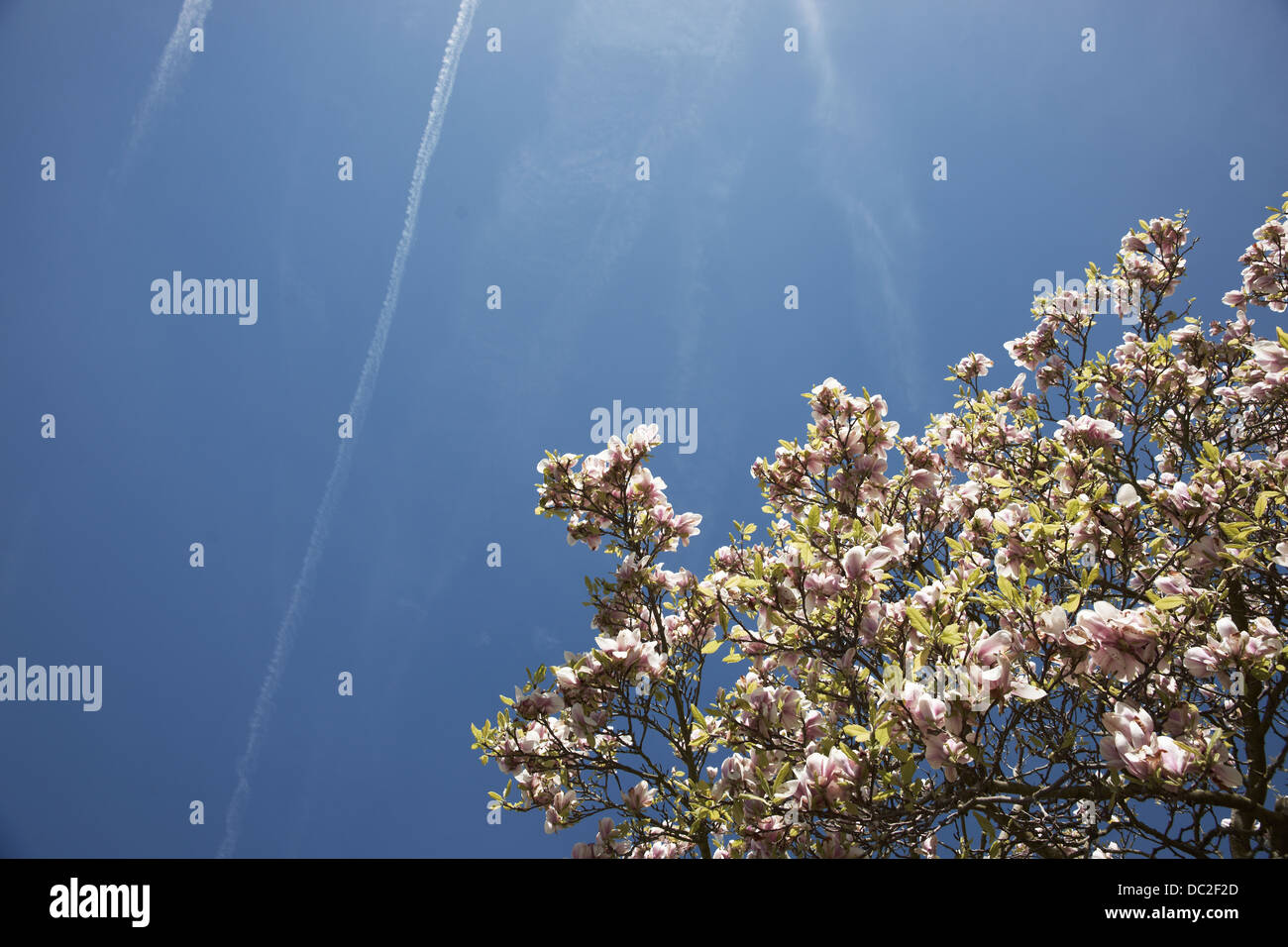Trees in spring Stock Photo - Alamy