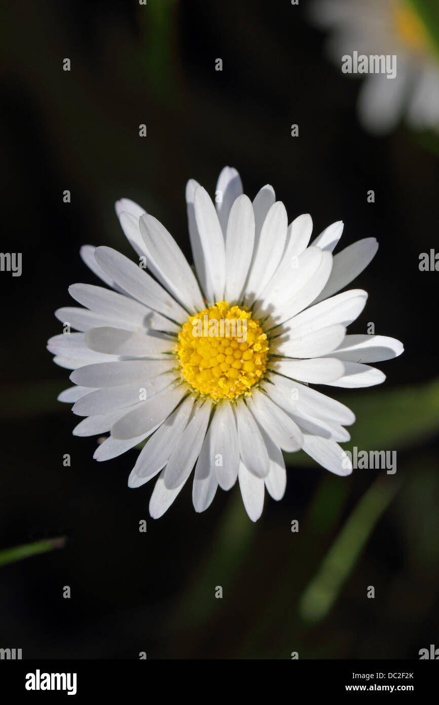 Pure daisy hi-res stock photography and images - Alamy