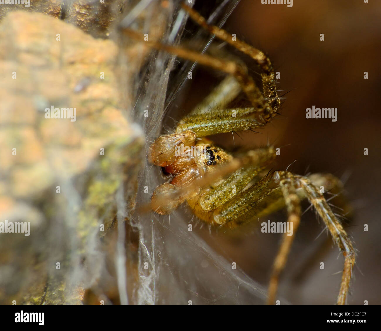 Spider animal wildlife hi-res stock photography and images - Alamy