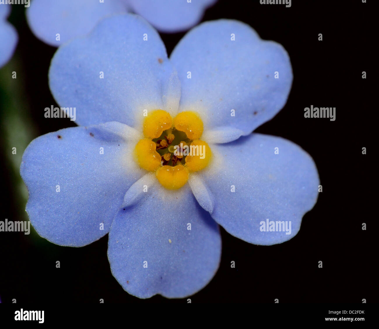 Plant forget me not seedling hi-res stock photography and images - Alamy