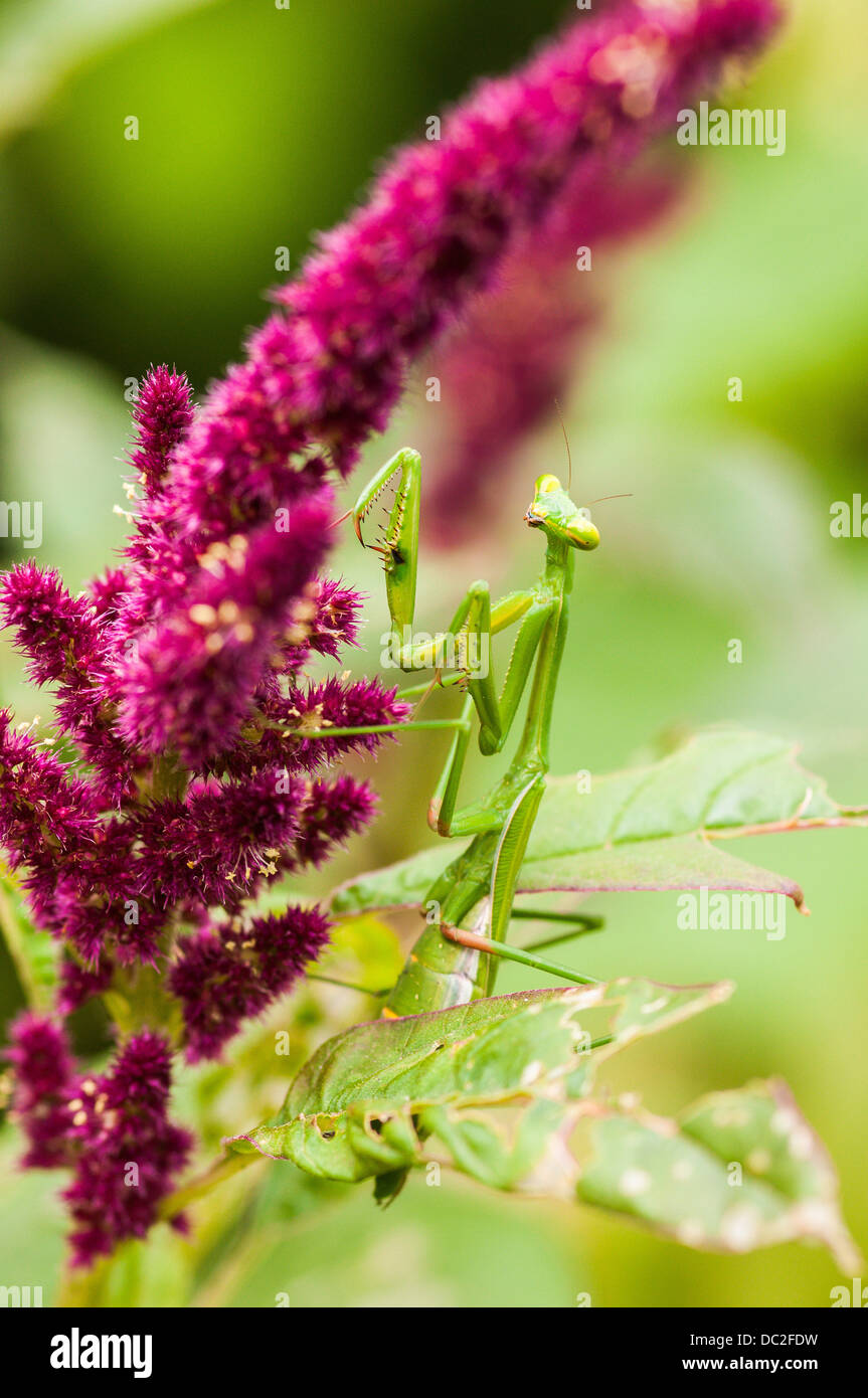 Brisbane insect hi-res stock photography and images - Alamy