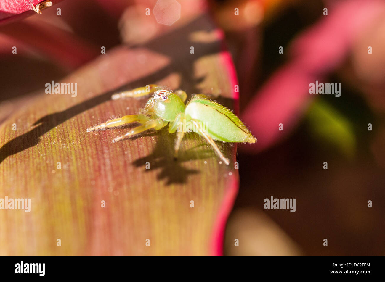 Brisbane Spider High Resolution Stock Photography and Images - Alamy