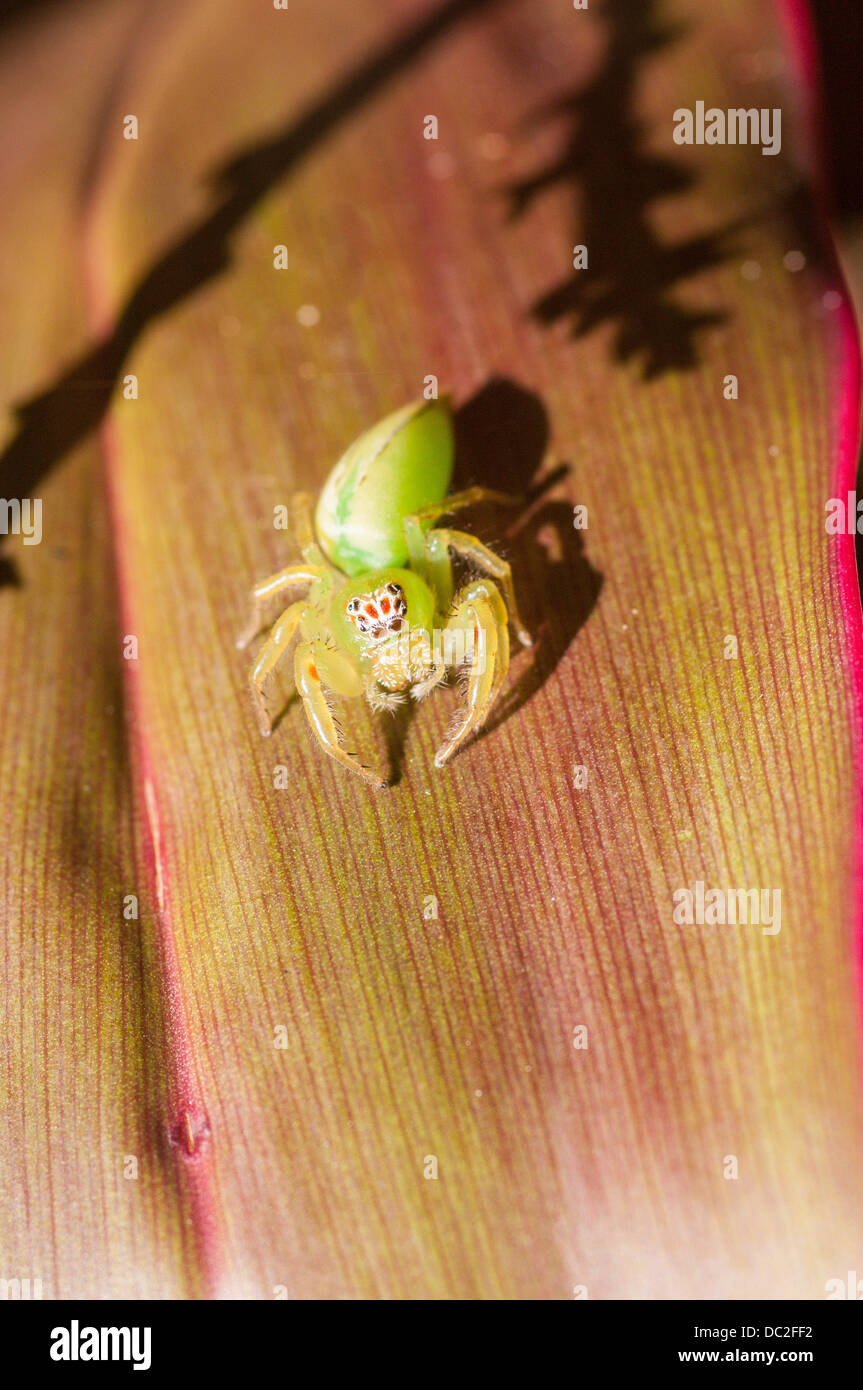 Jumping Spider, Brisbane, Queensland, Australia Stock Photo - Alamy