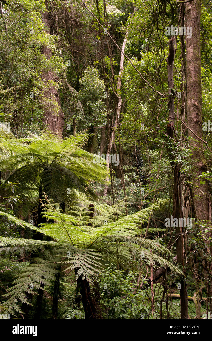 rainforest scenery Bunya Mountains National Park, Queensland, Australia ...