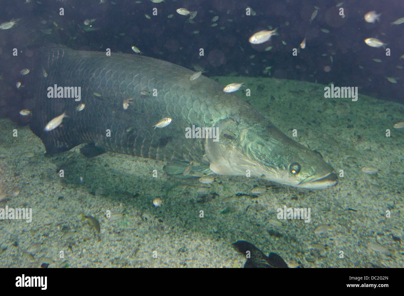 Brazil, Sao Paulo, Santos. Guaruja, Acqua Mundo. Pirarucu, large fish ...
