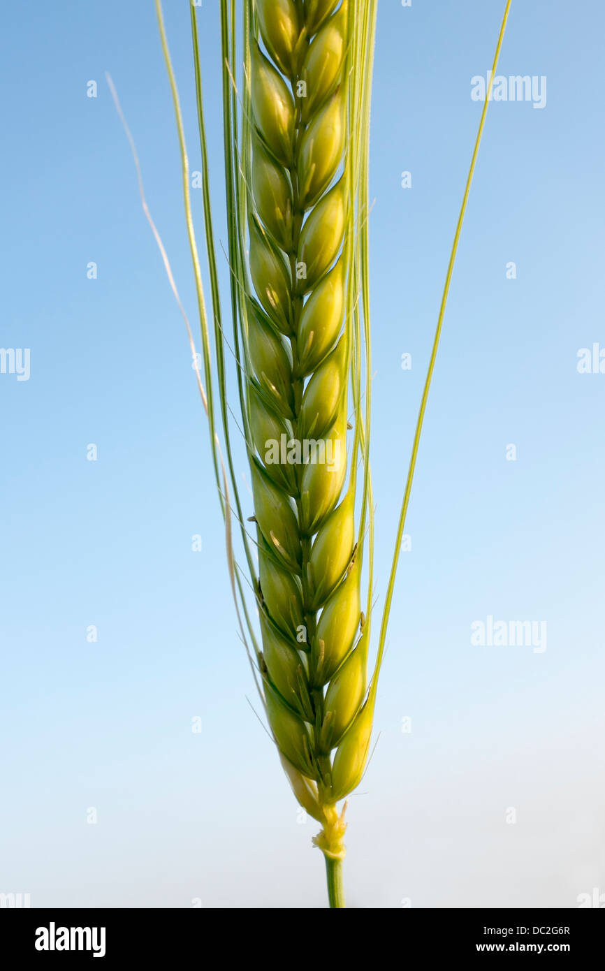 Gree fields hi-res stock photography and images - Alamy