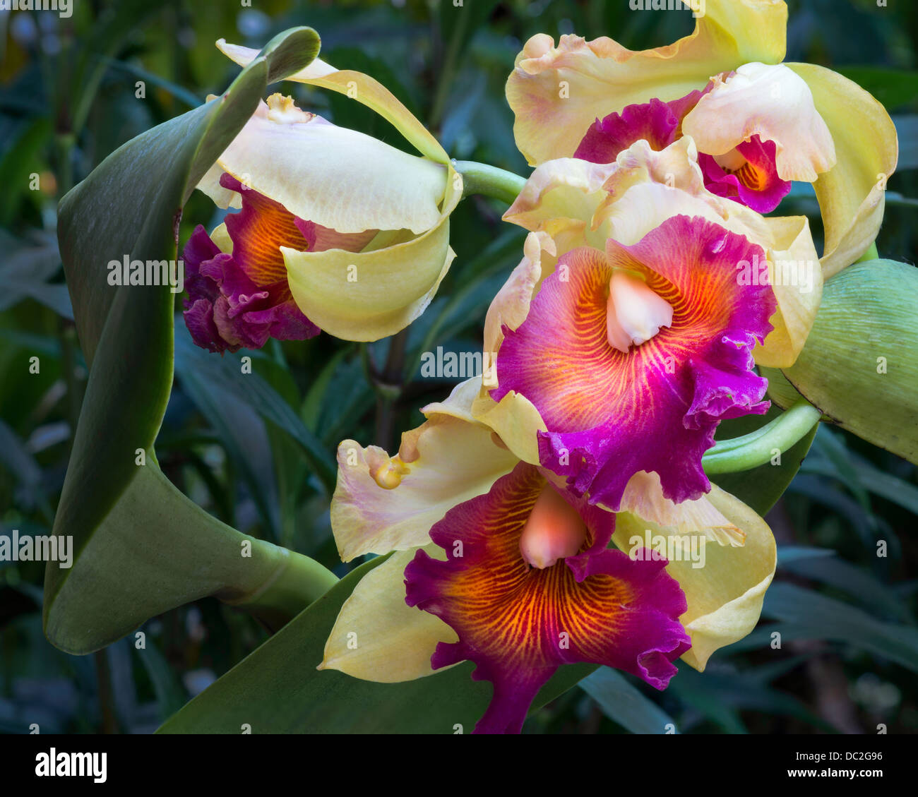 The orchid bloom hi-res stock photography and images - Alamy