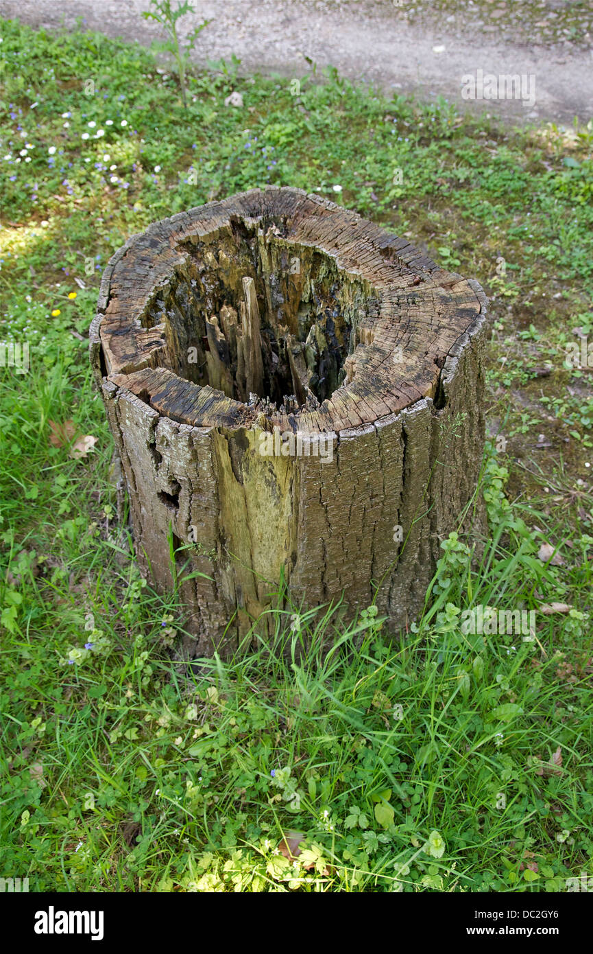 A tree stump, park of castle of Champs-sur-Marne, Seine-et-Marne ...