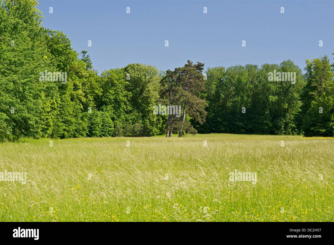 Edge forest hi-res stock photography and images - Alamy