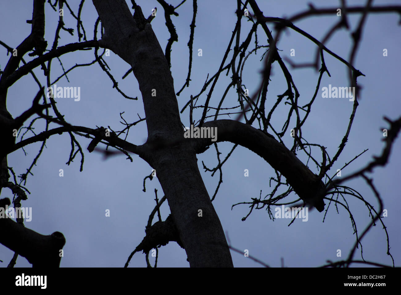 Tree shadow in the earlier morning during the fall Stock Photo - Alamy