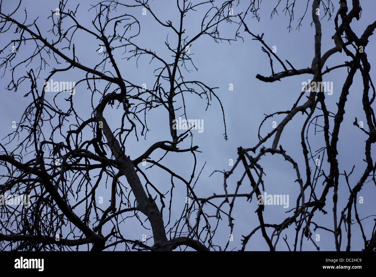 Tree shadow morning hi-res stock photography and images - Alamy