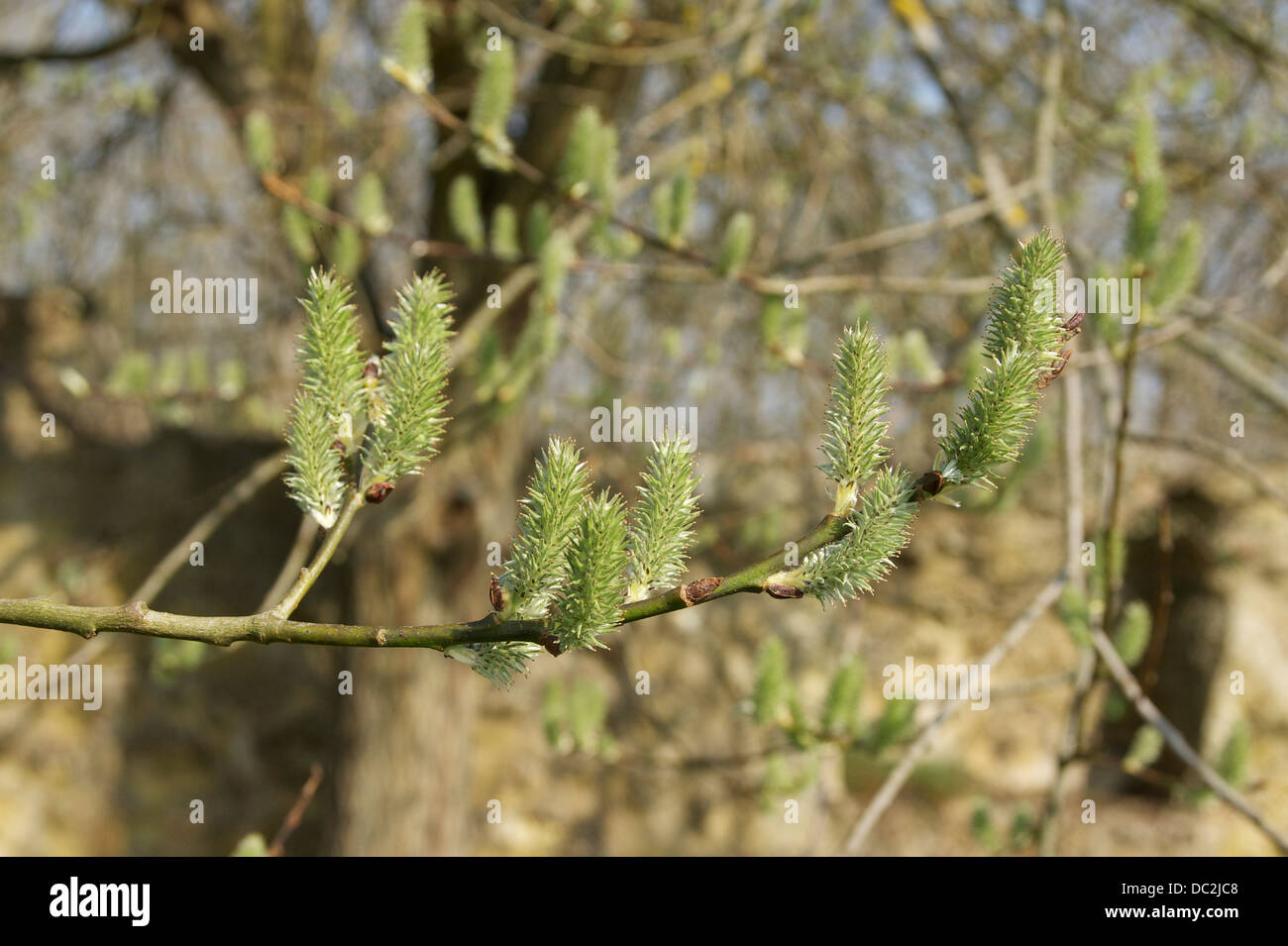 Salix female hi-res stock photography and images - Alamy