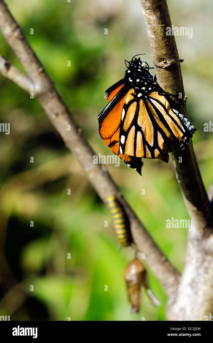 Baby Monarch Butterfly High Resolution Stock Photography and Images - Alamy
