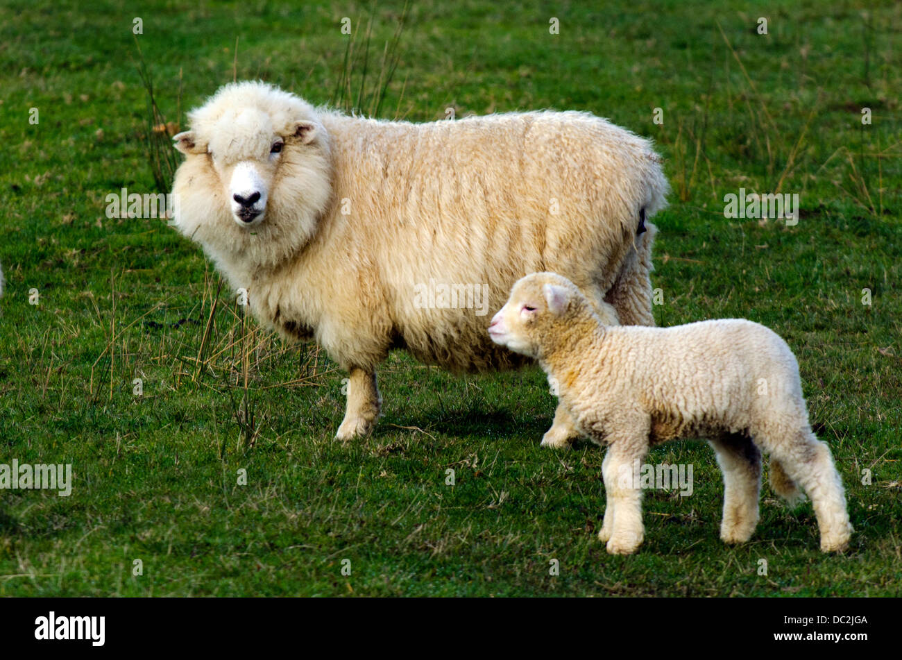 Nz Sheep High Resolution Stock Photography and Images - Alamy