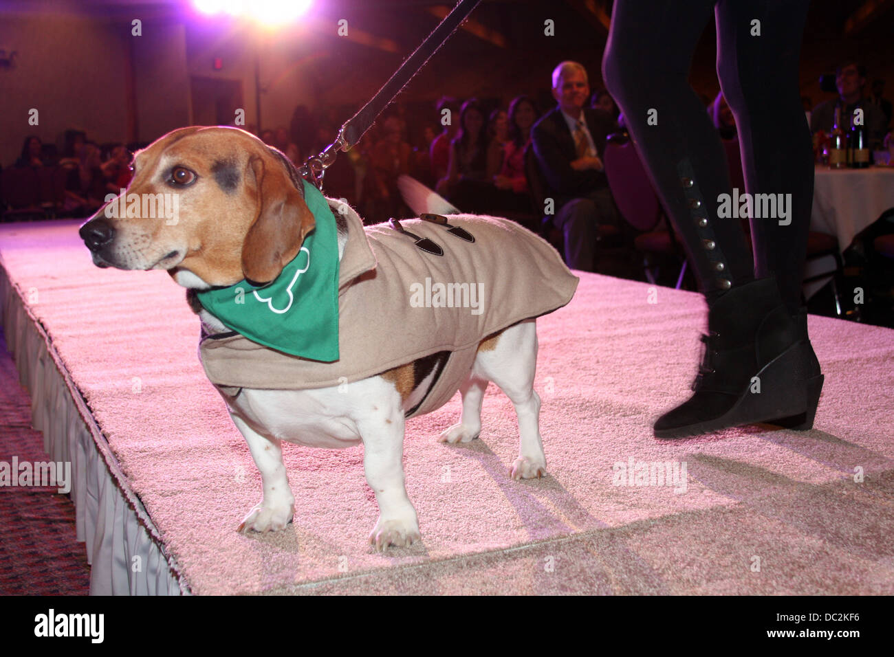 The Canine Fashion Show High Resolution Stock Photography and Images ...
