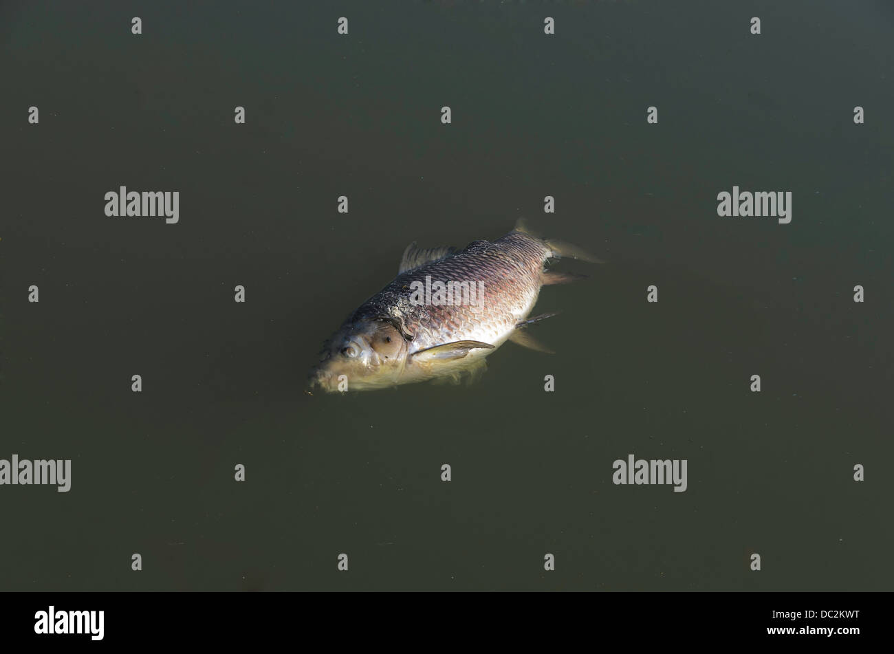Rotten fish, flies and worms in a pond Stock Photo - Alamy