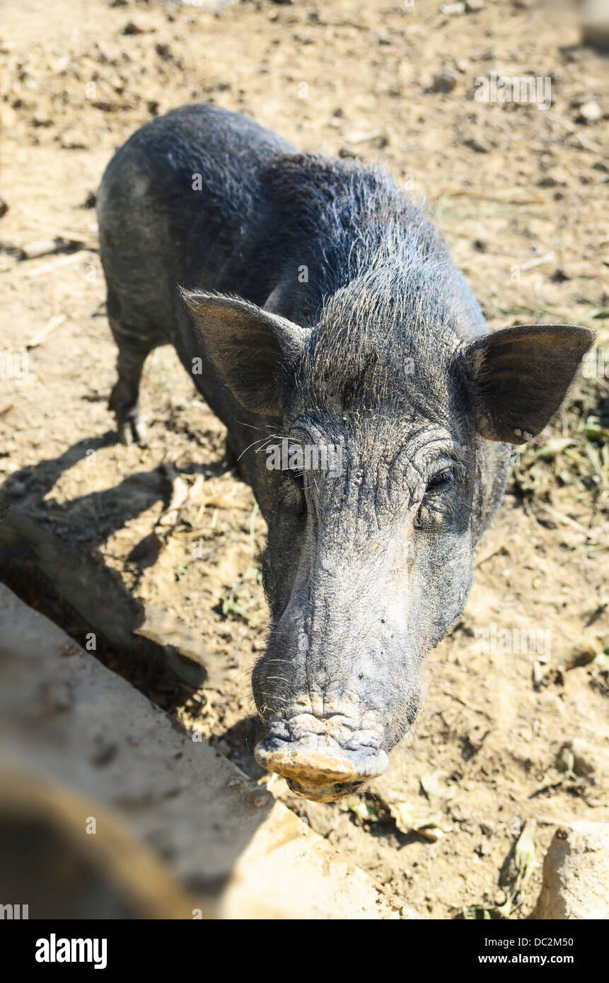 Wild boar by the black muddy in the stall Stock Photo - Alamy