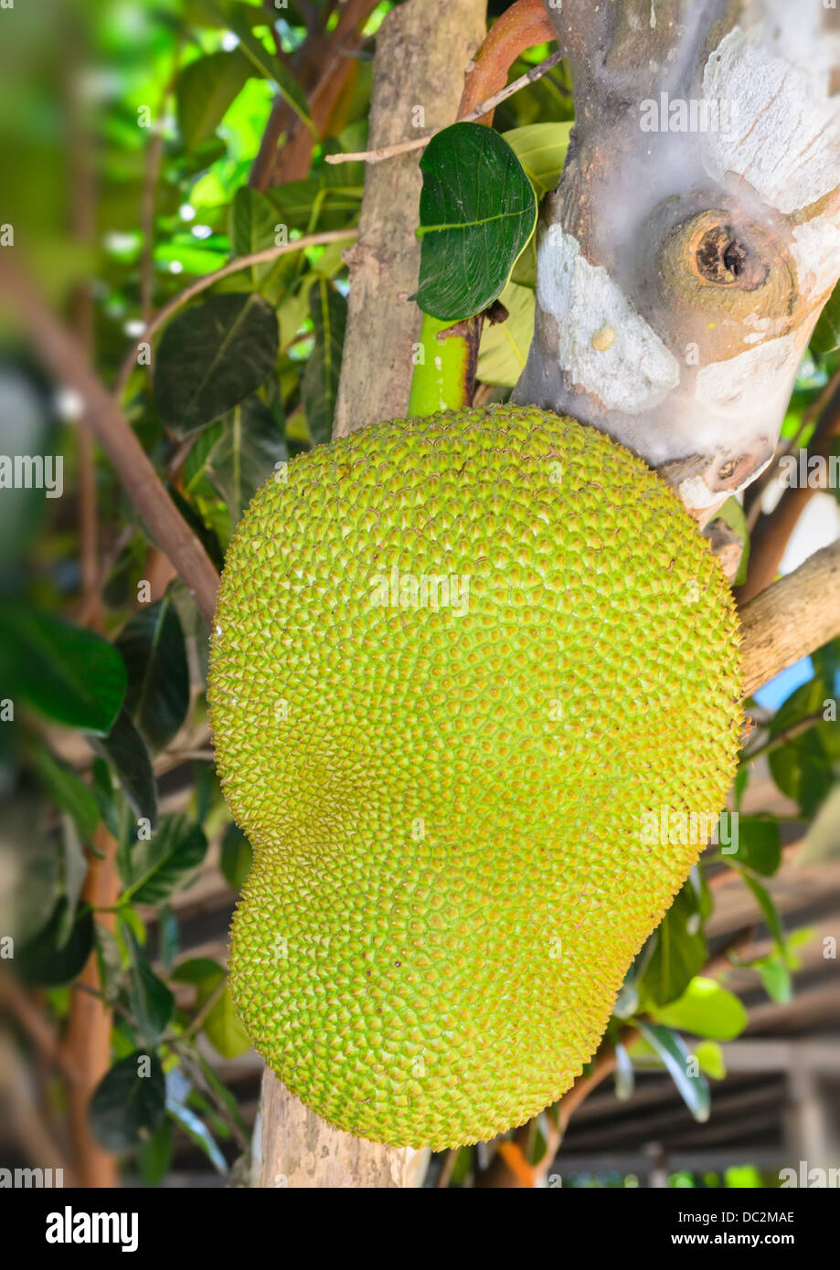 Jack fruit on the tree in the garden Stock Photo - Alamy