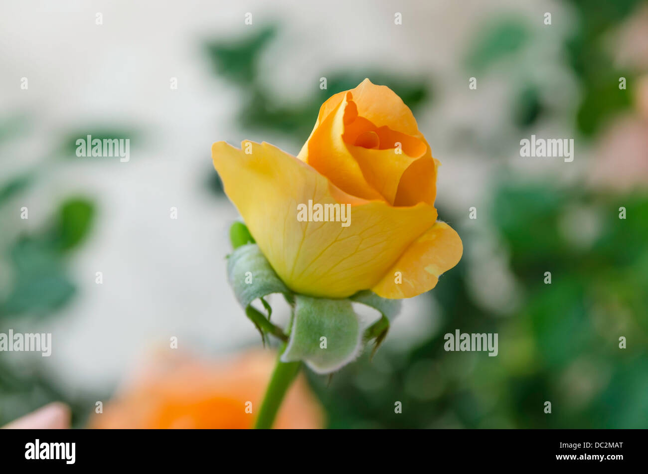 the yellow rose flower in the garden Stock Photo - Alamy