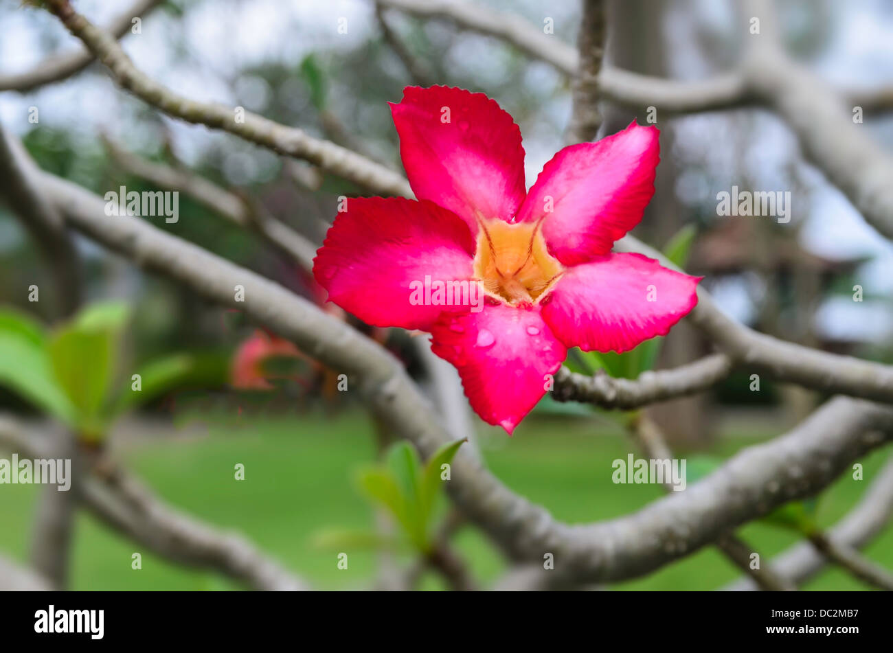 the Impala Lily flower in the garden Stock Photo - Alamy