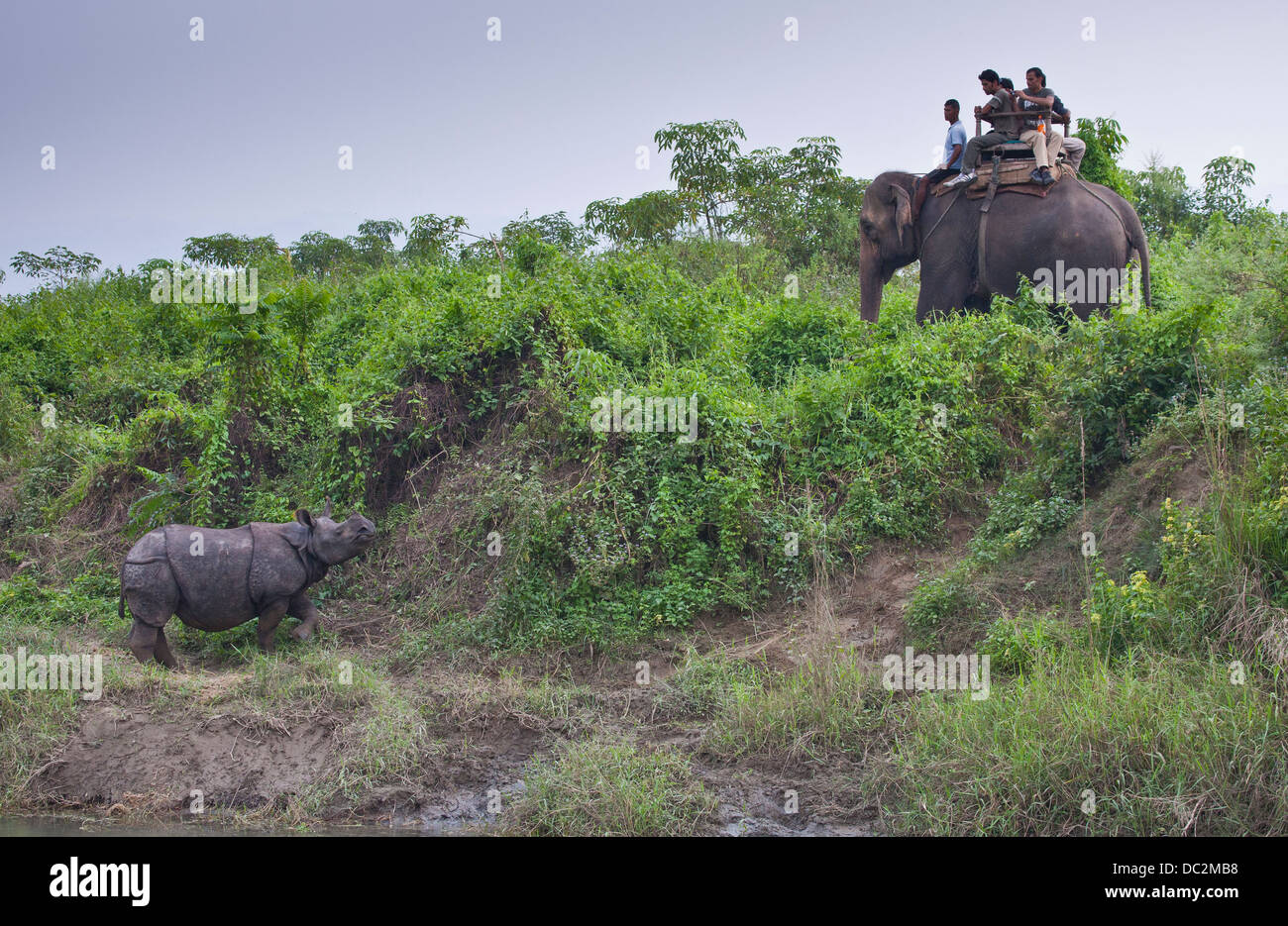 Indian or one-horned rhinoceros and tourists on elephant in Chitwan ...
