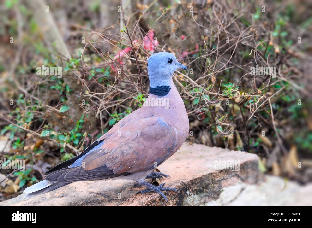 the blue dove bird in the garden Stock Photo - Alamy