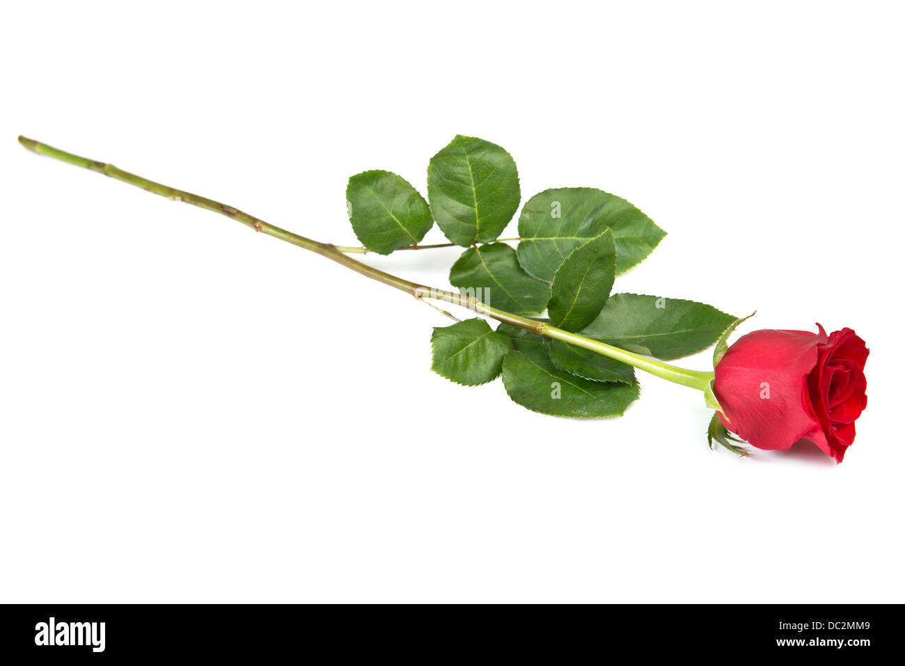 Single red rose with long steam and leaves isolated over white Stock ...