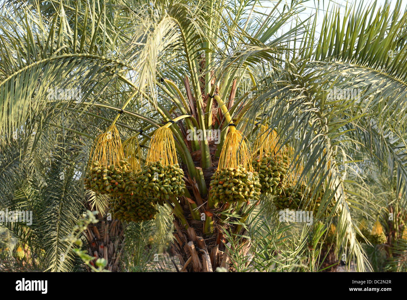 Dates on a palm tree in the Middle East Stock Photo - Alamy
