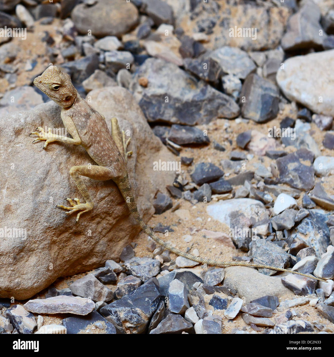 A lizard on a rock. Listening to unfamiliar sounds Stock Photo - Alamy