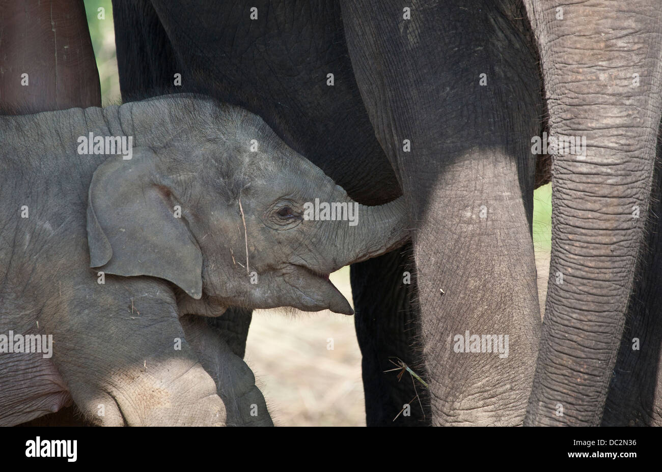 Elephants breeding hi-res stock photography and images - Alamy