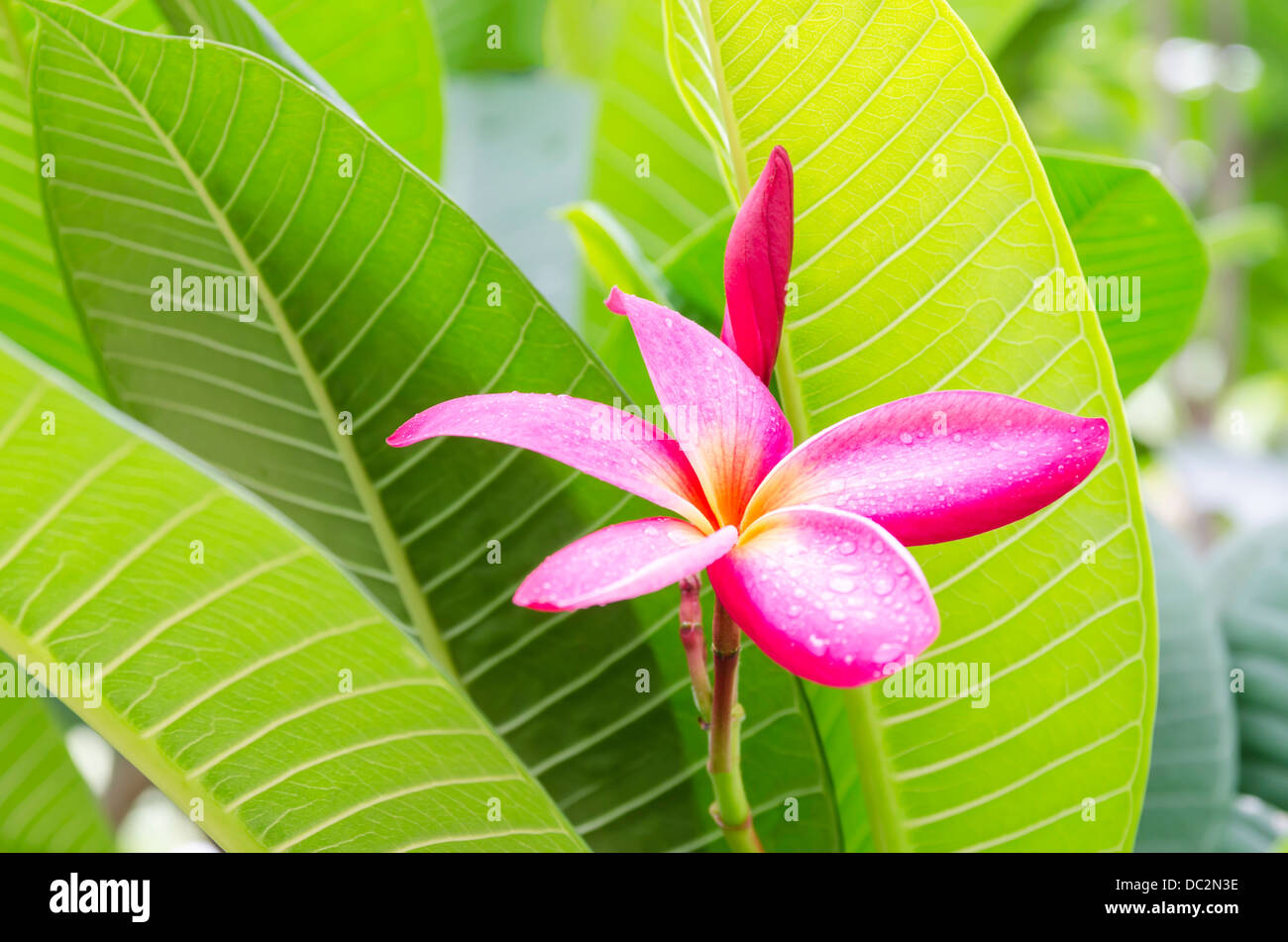 the red frangipani with green Leaves background Stock Photo - Alamy