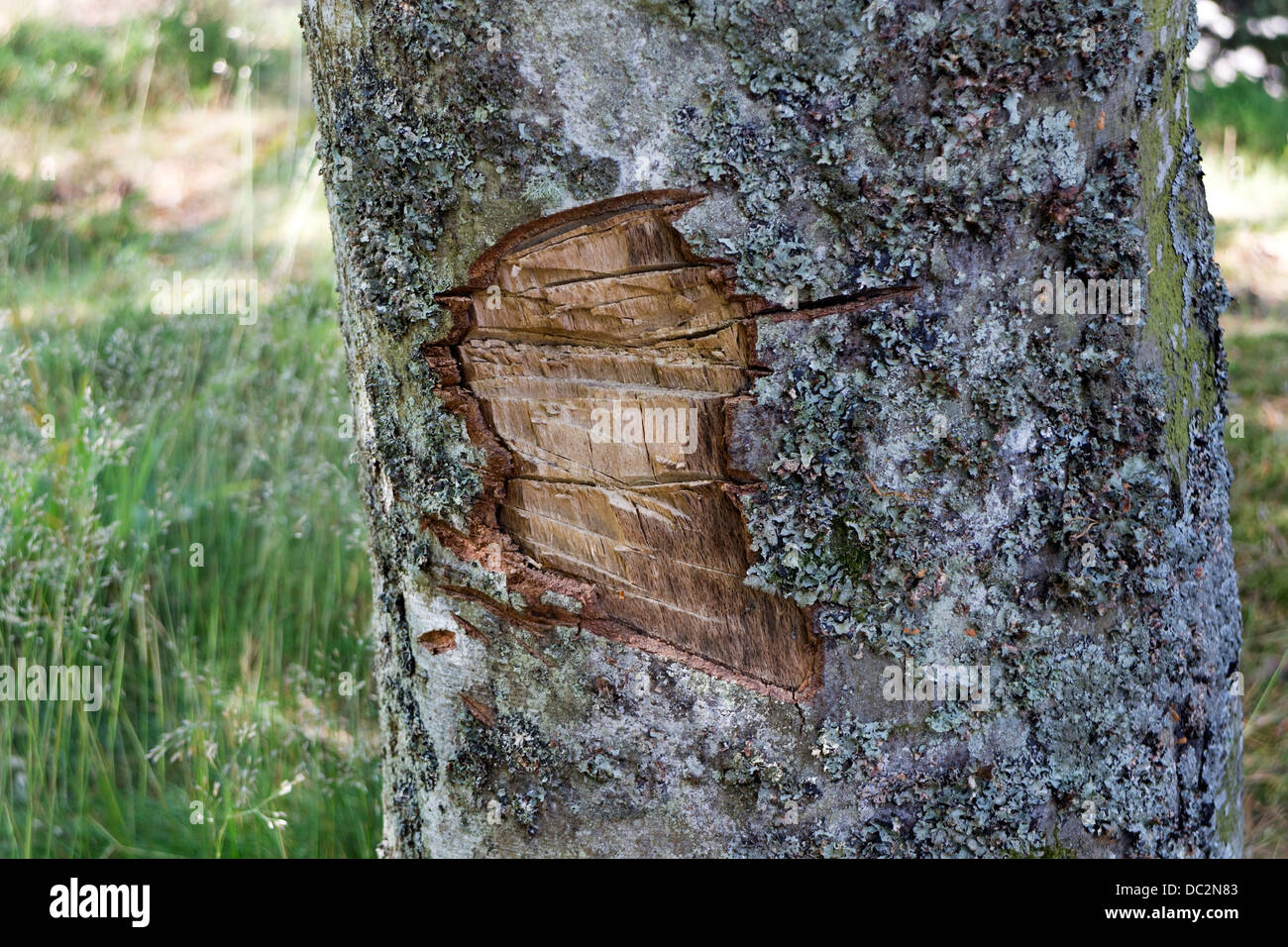 Axe Damage to a Healthy Tree by People Collecting Firewood for Barbeque ...