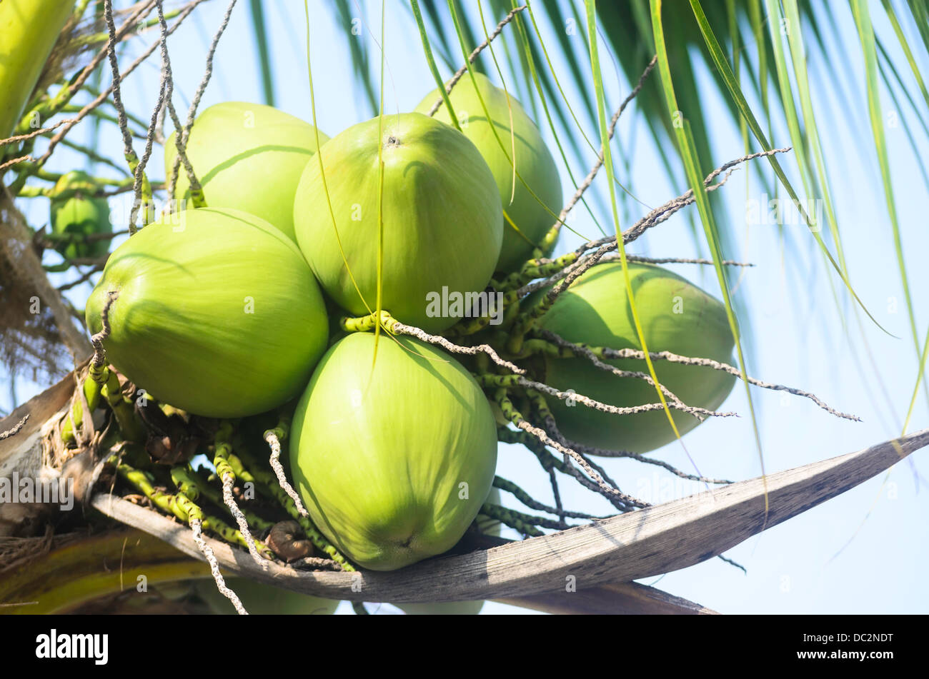 green coconut fruit with leaf on tree Stock Photo - Alamy