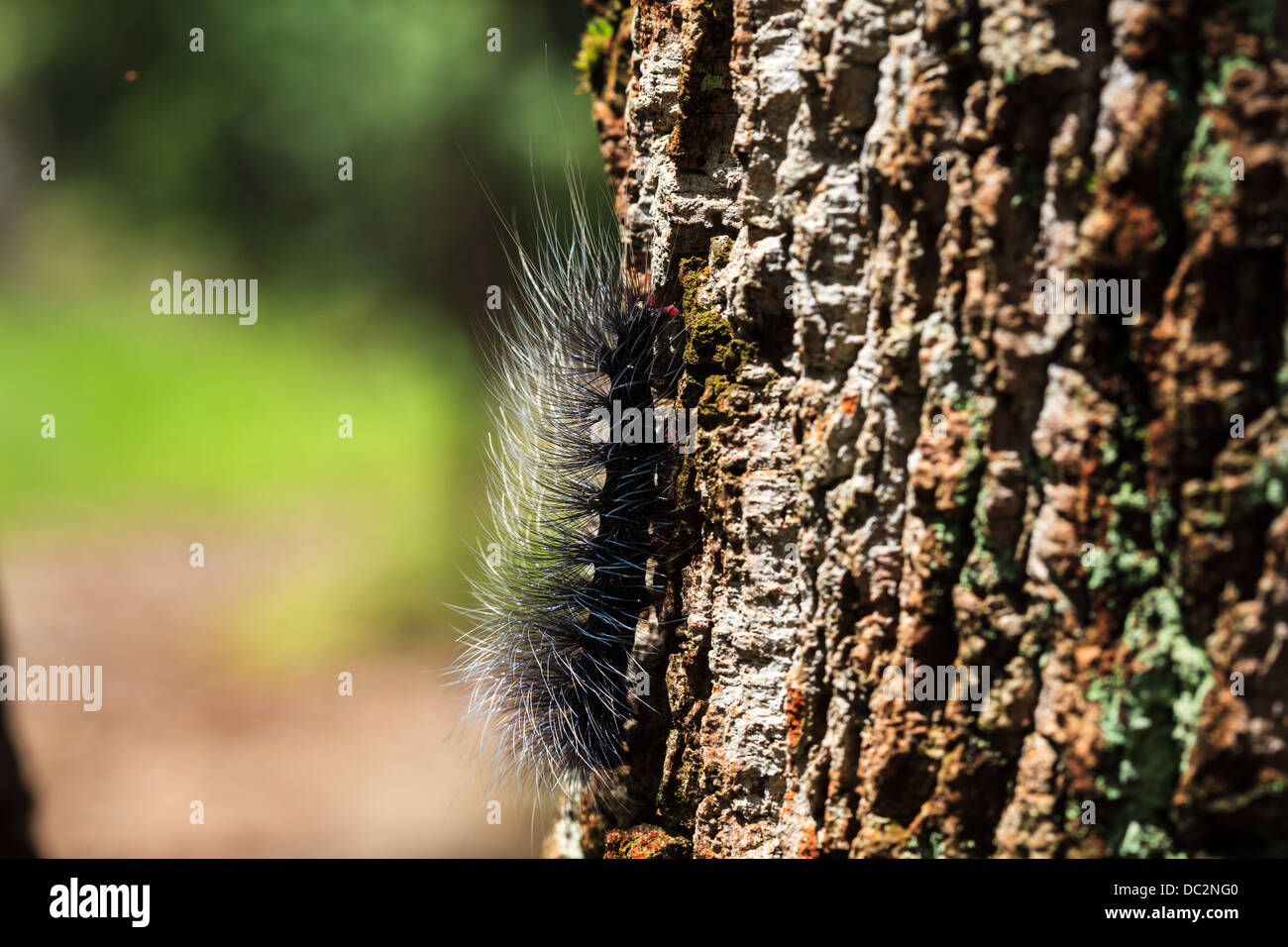 Black caterpillar crawling on a tree Stock Photo - Alamy