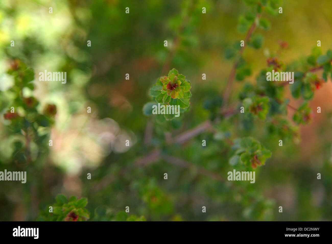 Rhus crenata (Dune Crow-berry) in a garden Stock Photo - Alamy