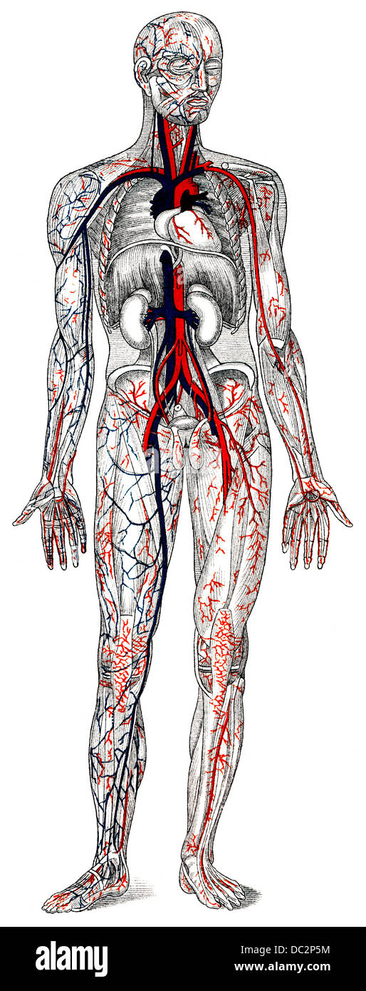 Blood circulation, anatomical representation Stock Photo - Alamy