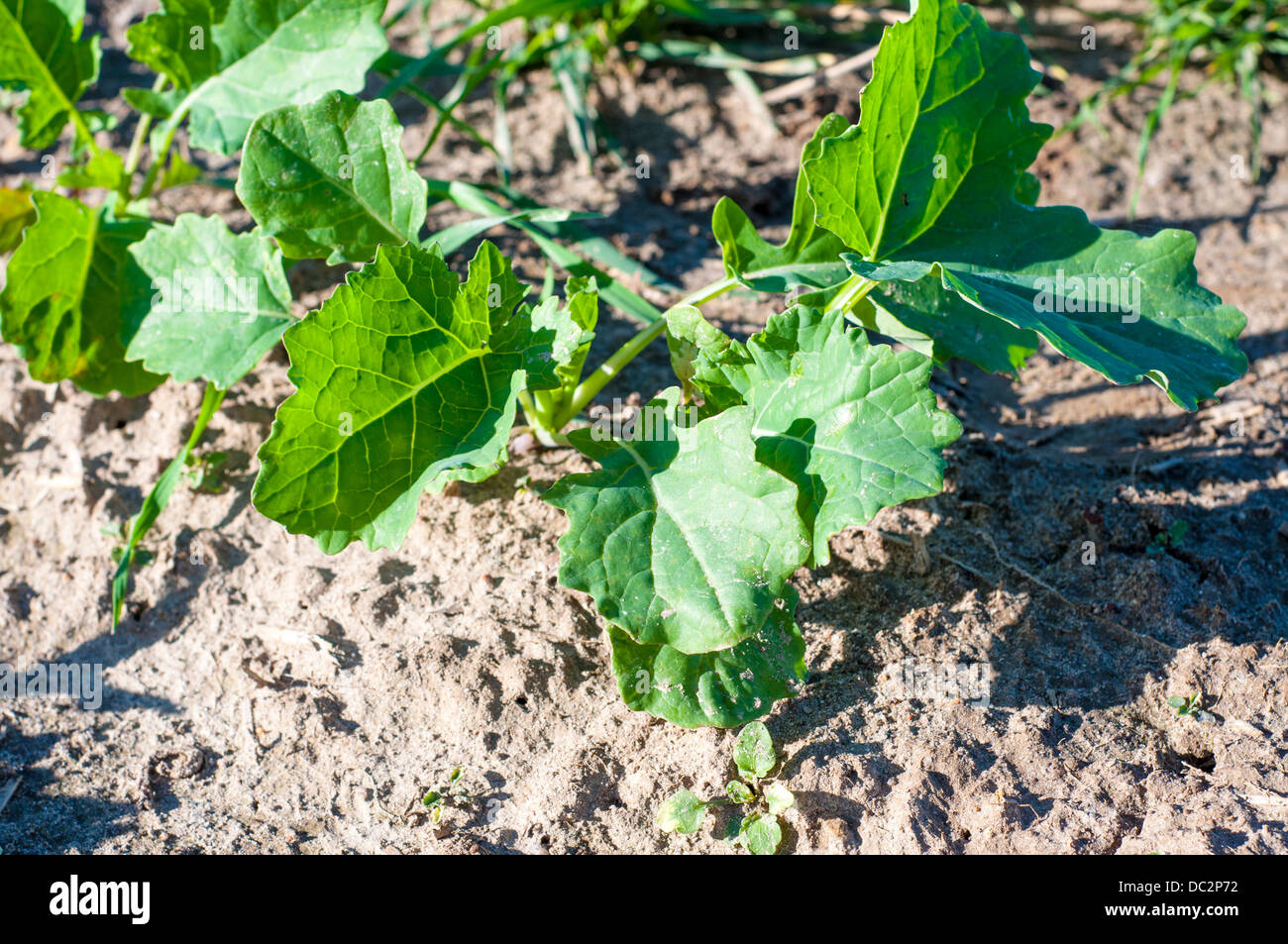 An image of rapeseed plant Stock Photo - Alamy