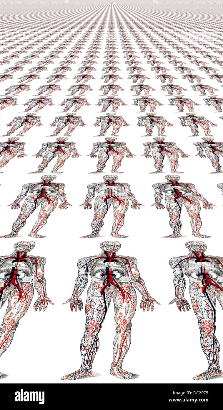 Blood circulation, anatomical representation Stock Photo - Alamy