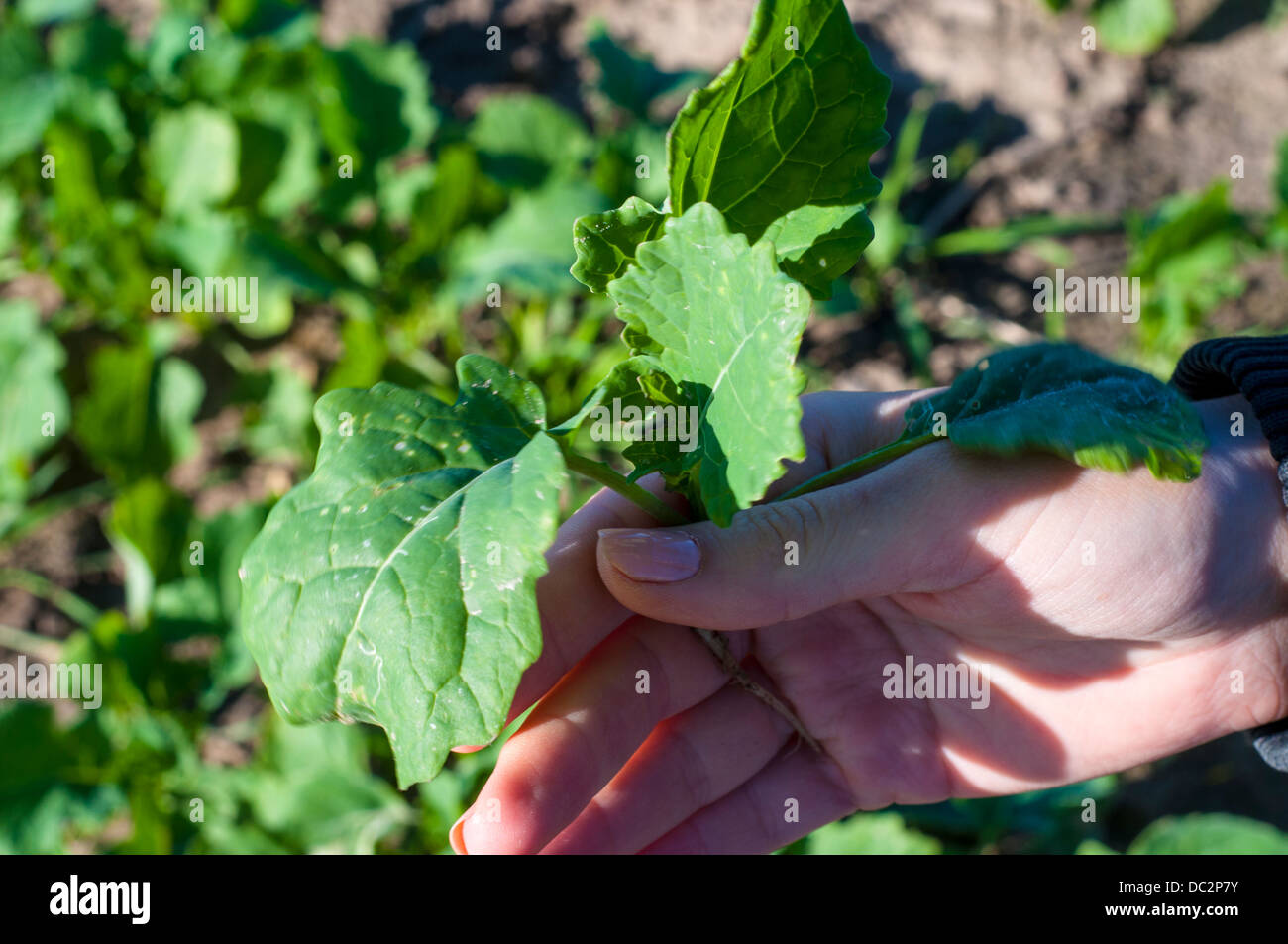 An image of rapeseed plant Stock Photo - Alamy