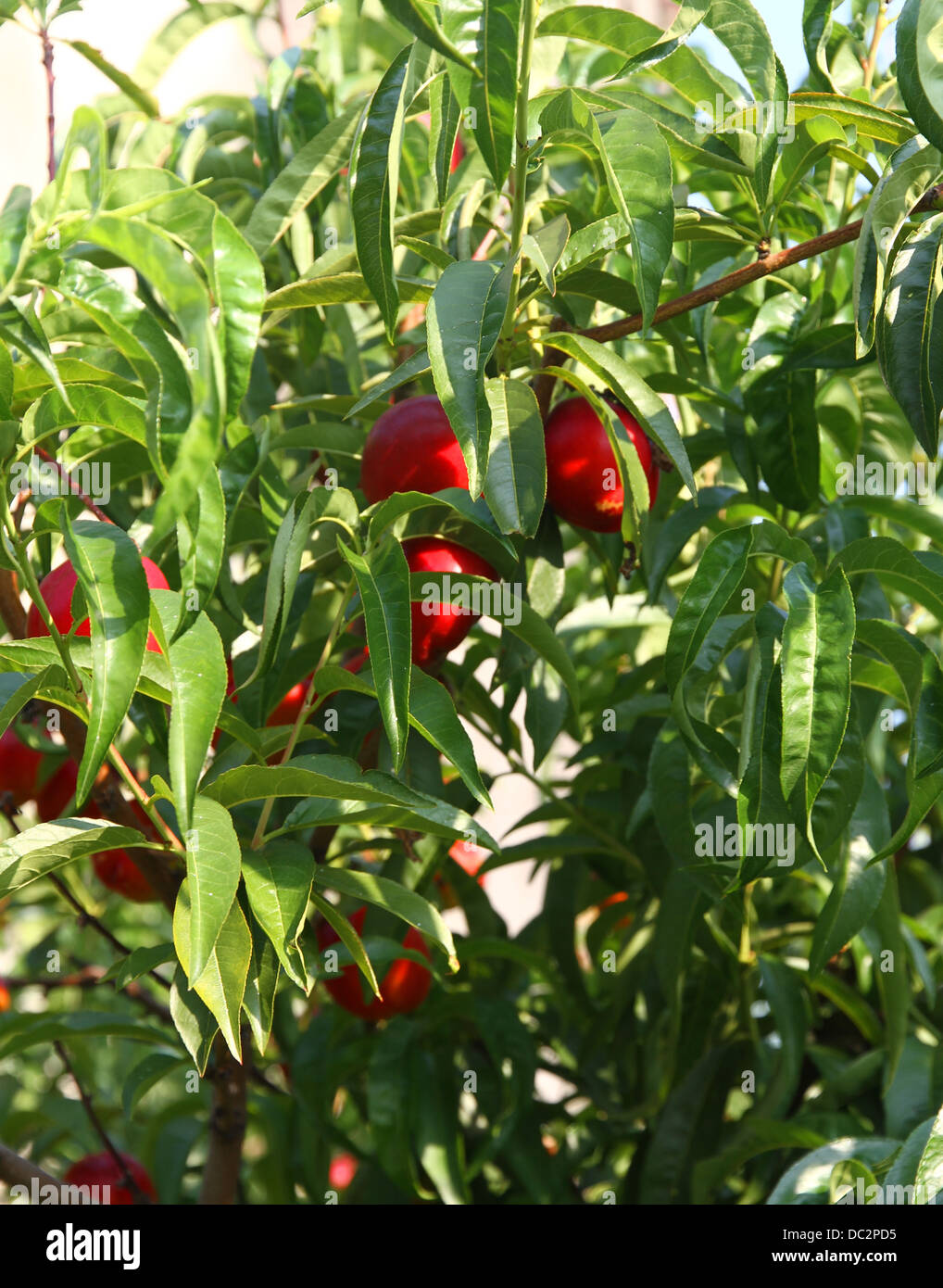 red ripe peaches in the tree ready to be collected by the farmer Stock ...